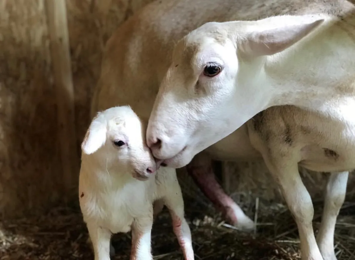 Woman Saves ‘Fat’ Sheep From Being Dinner, Can’t Believe What Happens ...