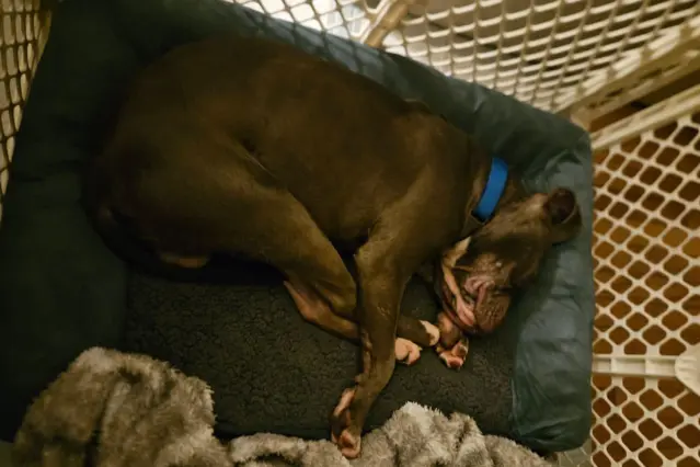 Drone Aids Search for Scared Dog Who Fled From Car Crash That Killed ...