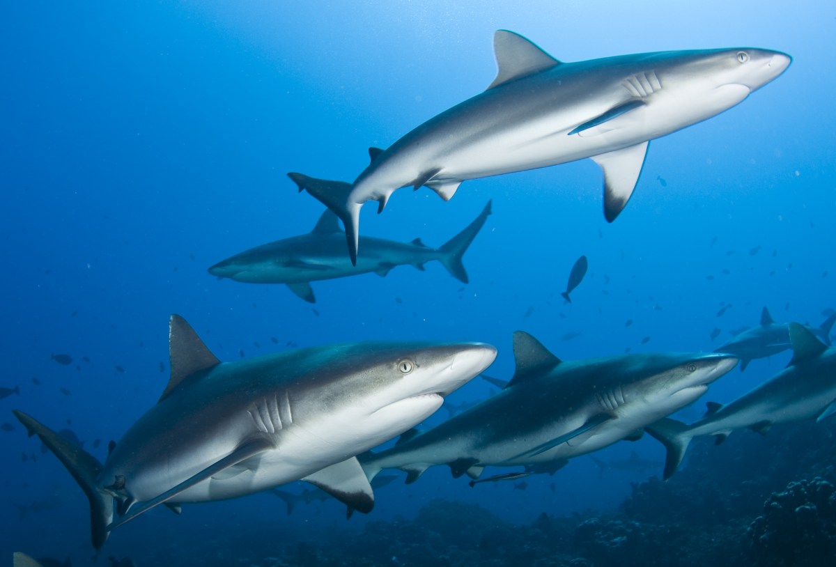 These Sharks Don’t Have to Keep Moving to Stay Alive: ‘Bl... - Newsweek