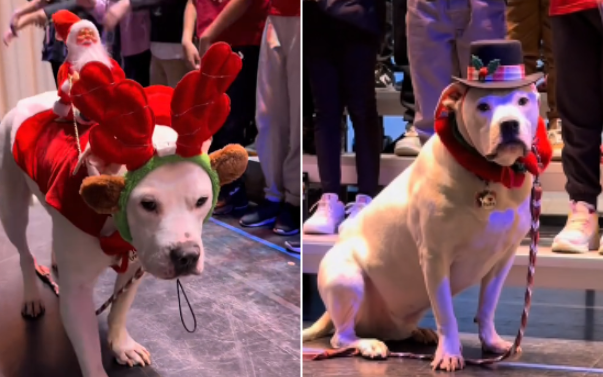 School Kids Enlist Deaf Shelter Dog to Star in Christmas Show ...