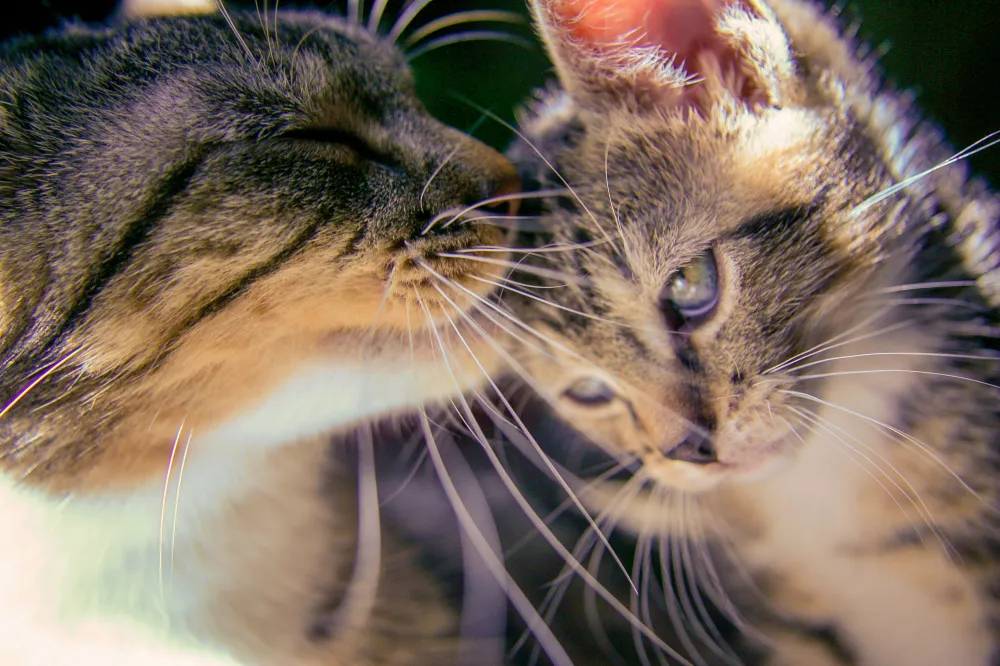 Internet Sobs As Cat Mom Has Only One Kitten and Raises Him ‘Forever ...