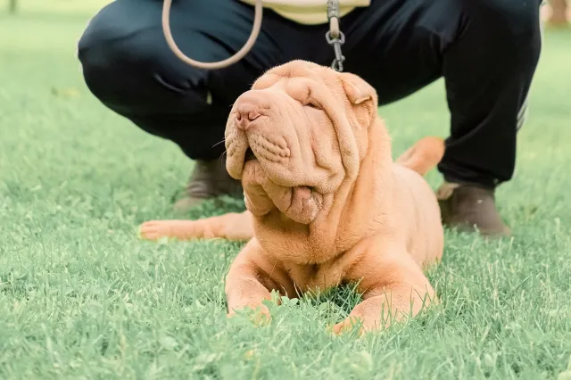 Puppy’s ‘Beautiful’ Reaction Whenever He Sees Dad Will Make You Want a ...
