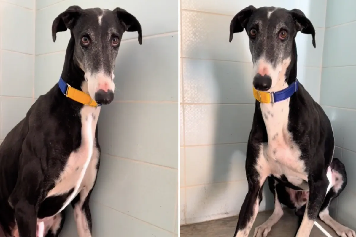 Tears As Dog Is So Scared He Can’t Stop Shaking After Arriving at ...