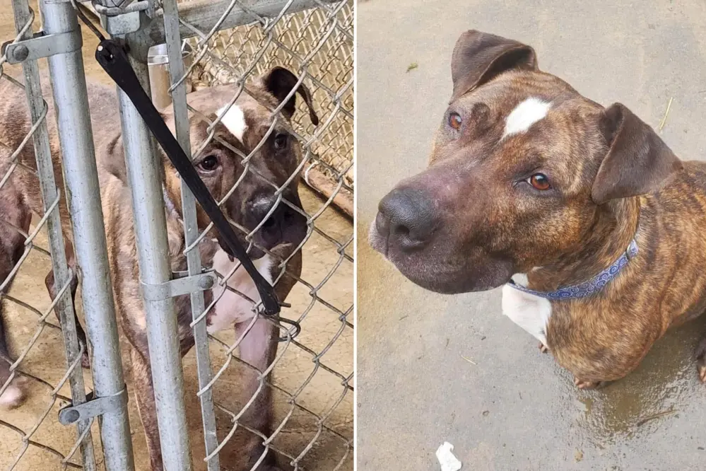 Dog Who’s Spent Most of His 5 Years in Shelter Desperate for Forever ...