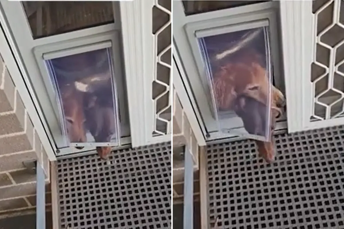 Watch Dachshunds Show Off Their Fierce Sibling Rivalry With ‘Door Wars ...