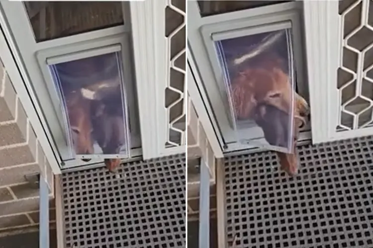 Watch Dachshunds Show Off Their Fierce Sibling Rivalry With ‘Door Wars ...