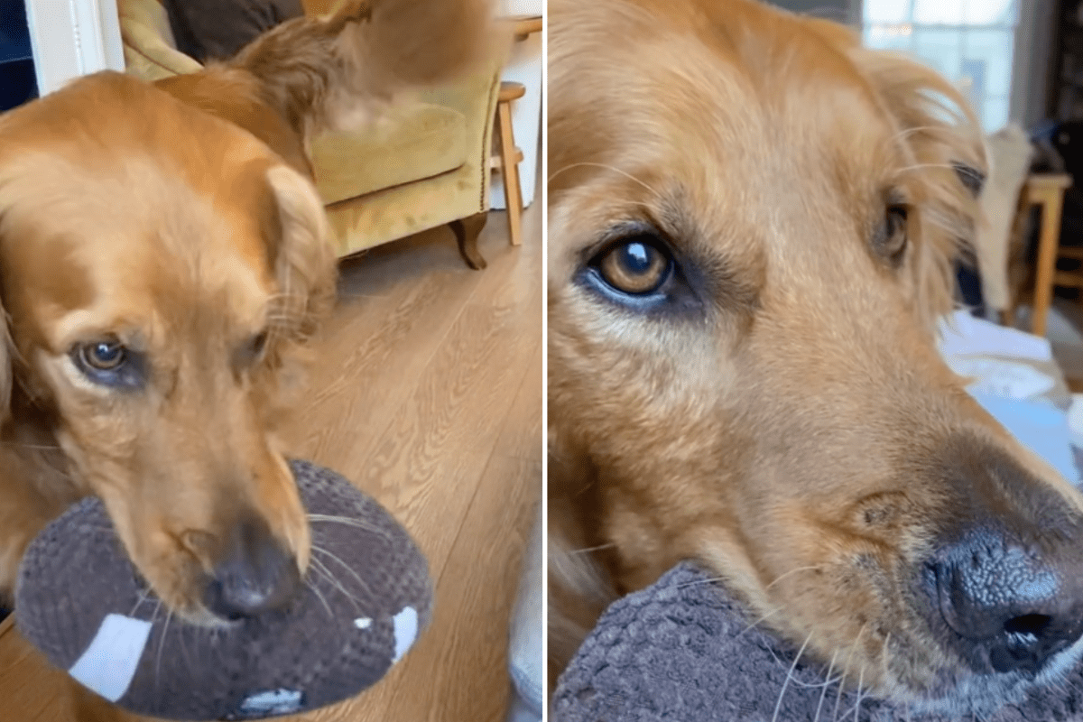 Listen to How Golden Retriever Addresses Owner: ‘Hello Mo... - Newsweek