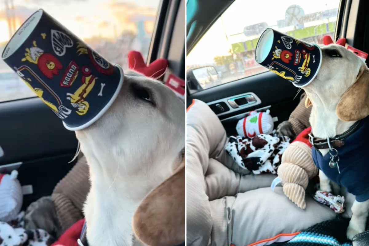 Dog Who Can’t Get Enough of Her Pup Cup Wins Pet of the Week - Newsweek