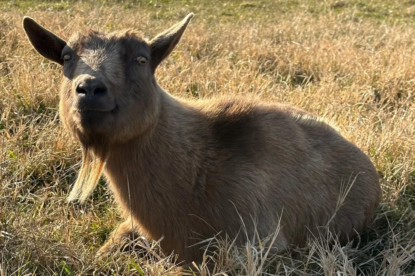 Goat ‘Left for Dead’ Now Spends Her Days Napping and Snacking at ...