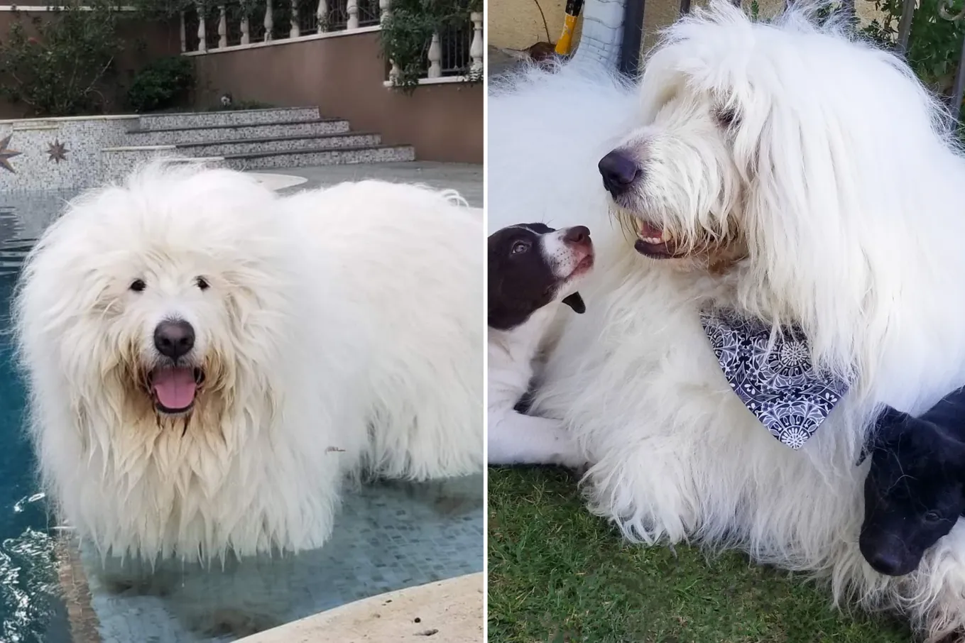 Dog Who Can’t Get Enough of Her Pup Cup Wins Pet of the Week - Newsweek