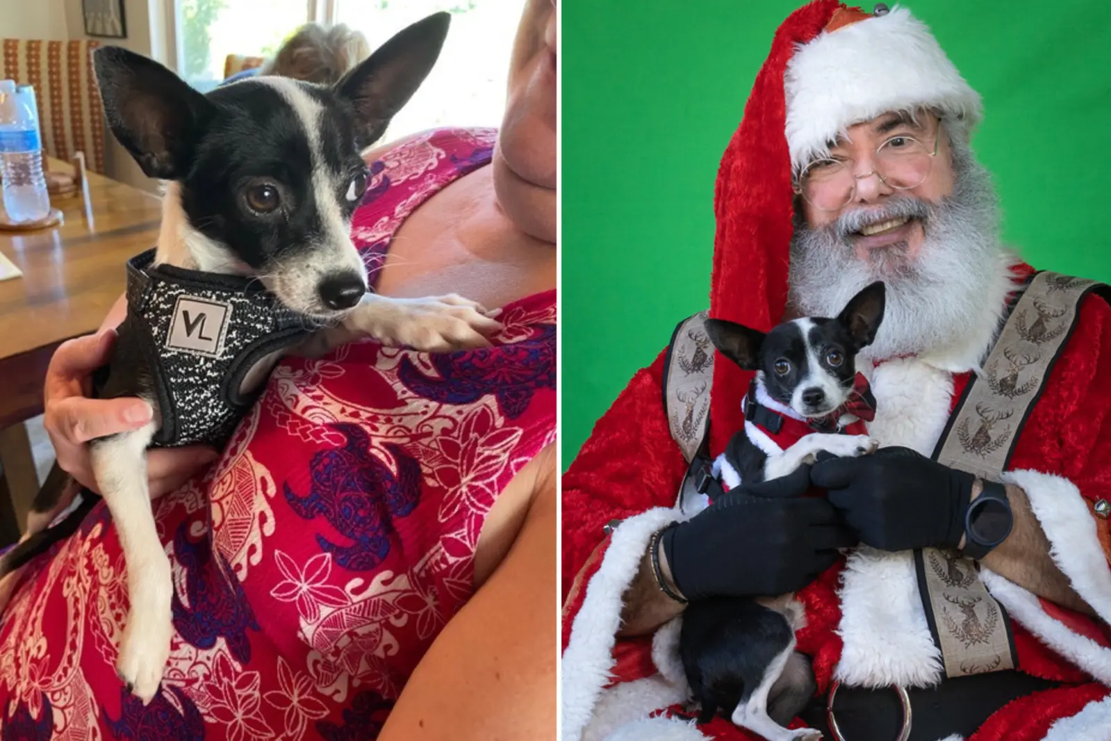 Dog Who Can’t Get Enough of Her Pup Cup Wins Pet of the Week - Newsweek