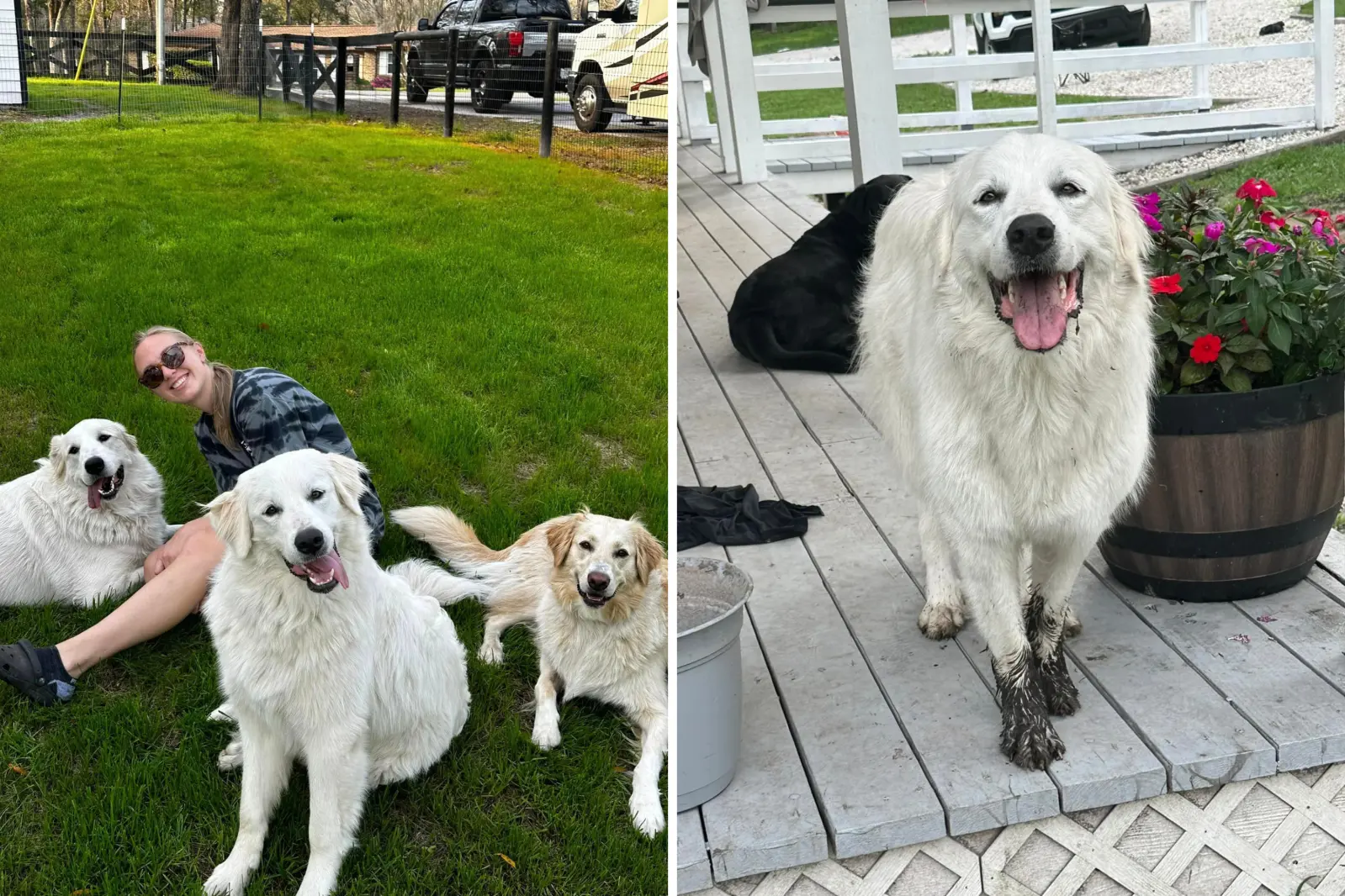 Moment Owner Realizes Only One of Her Five Dogs Cares Abo... - Newsweek