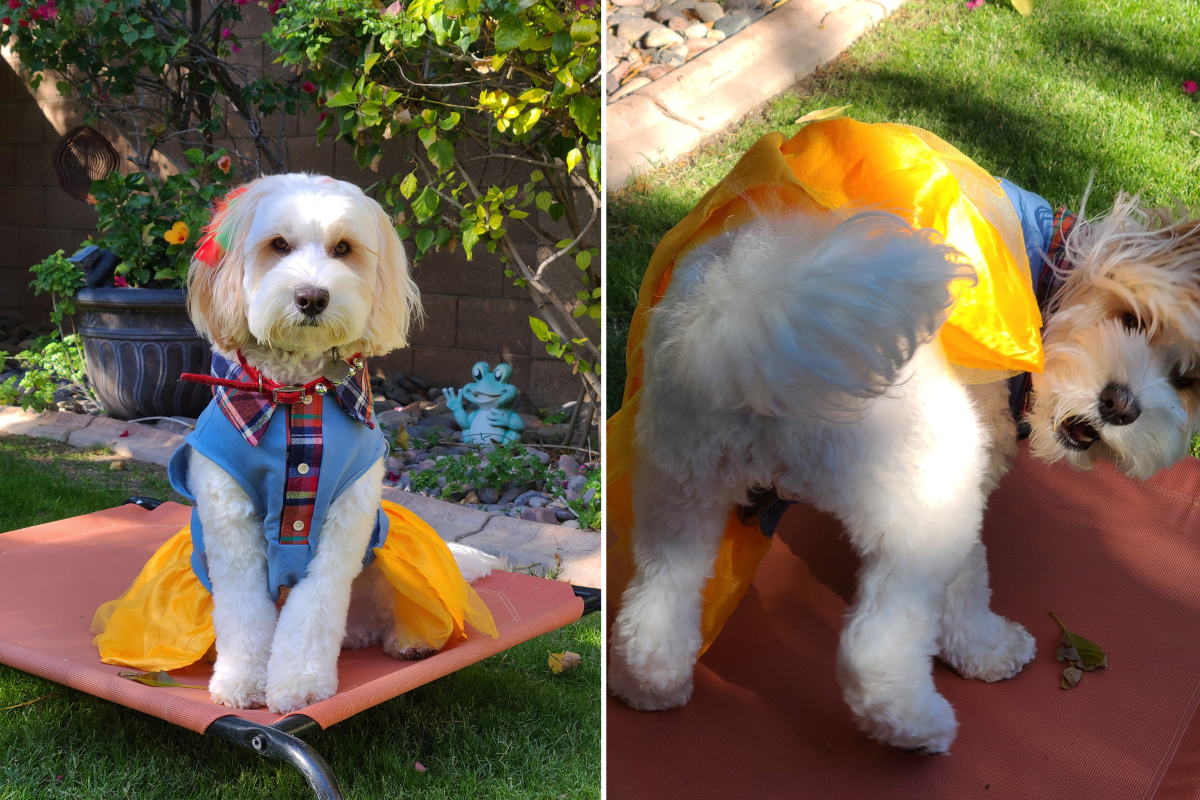 Labradoodle With Special ‘Happy Dance’ After Eating Wins Pet of the ...
