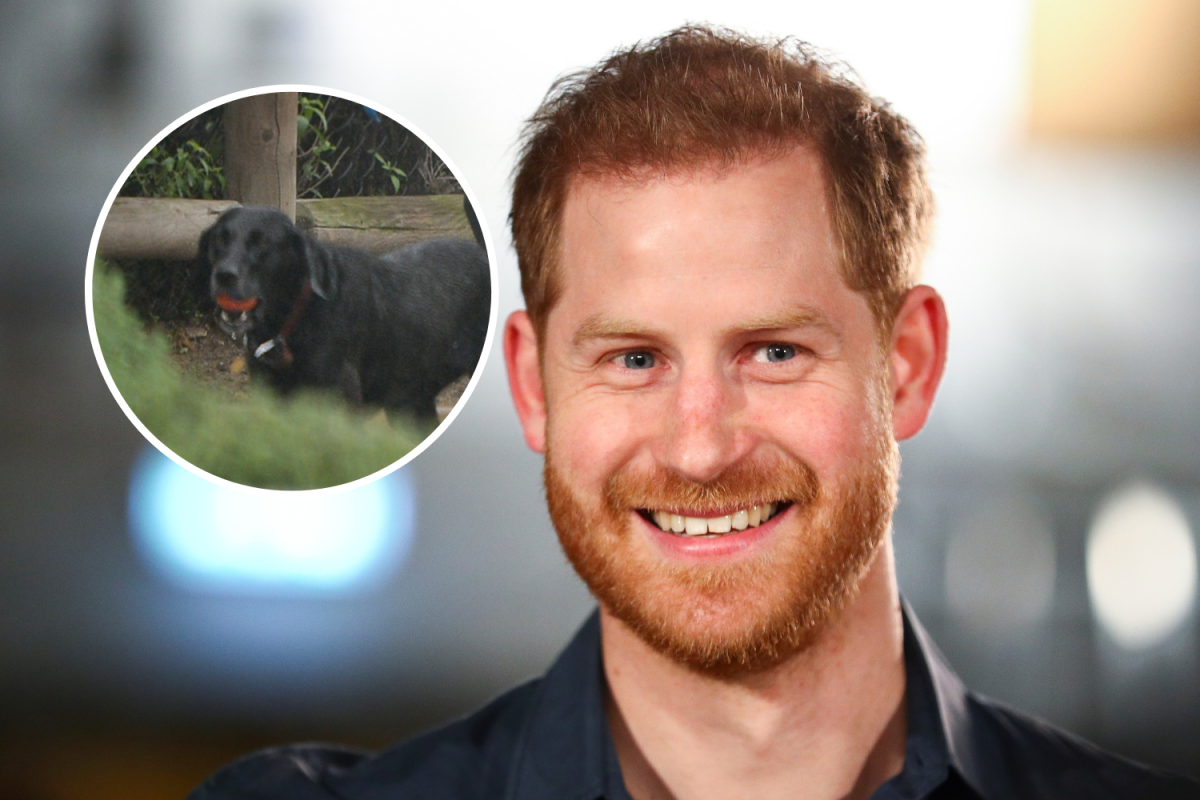 Everything Prince Harry Has Said About His ‘Gorgeous’ Puppy - Newsweek