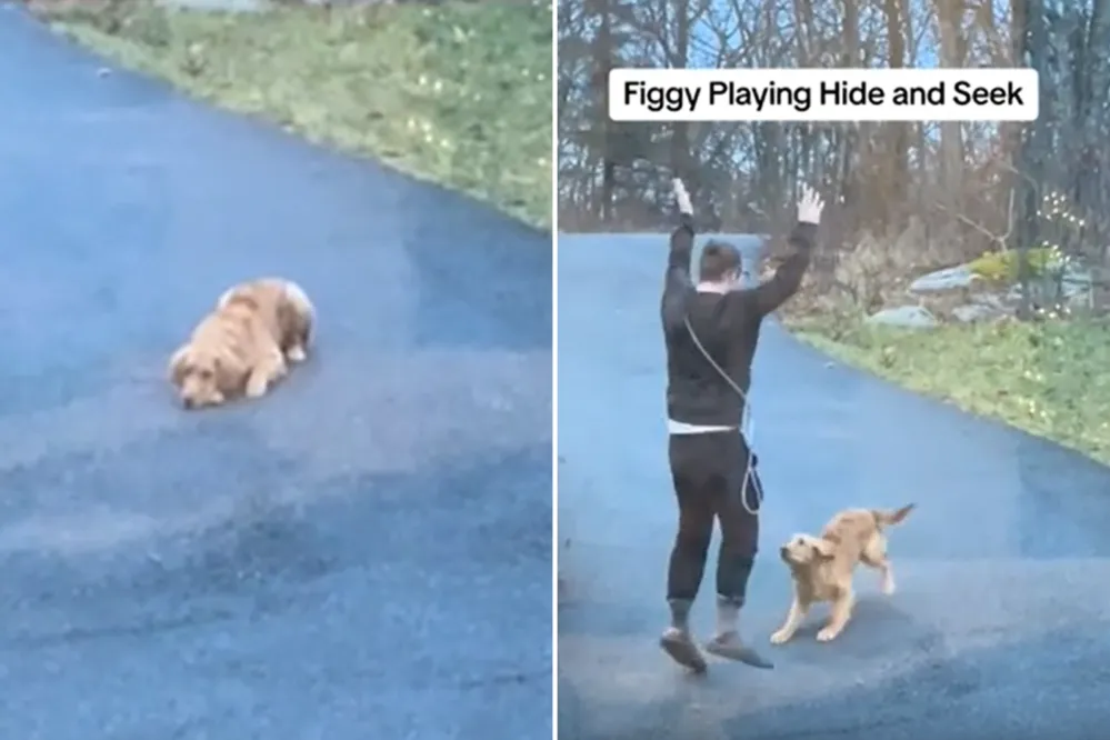 Dog Who Thinks She’s ‘Invisible’ Attempts Hide-and-Seek, Fails ...