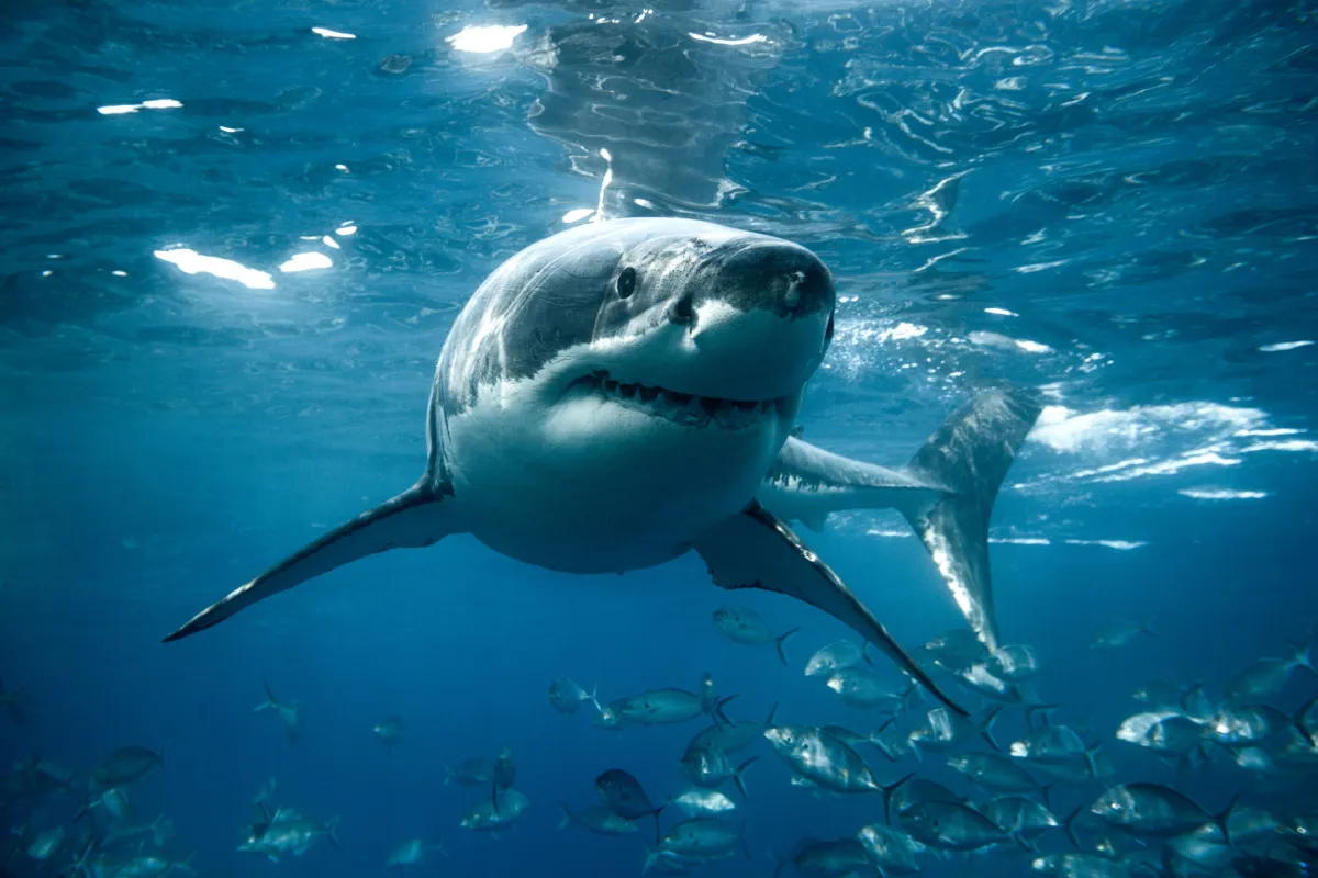 Shark Injures Surfer Days After Teenager Killed in Another Attack ...