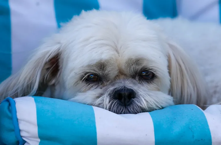 Tears as Senior Dog Enjoys a Big, Cozy Bed Within an Hour of Being ...