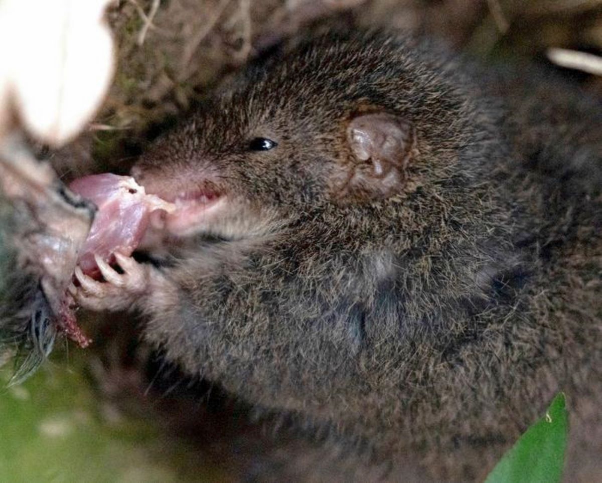 Male Marsupials Cannibalize To Fuel 14-Hour, Death-Inducing Mating ...