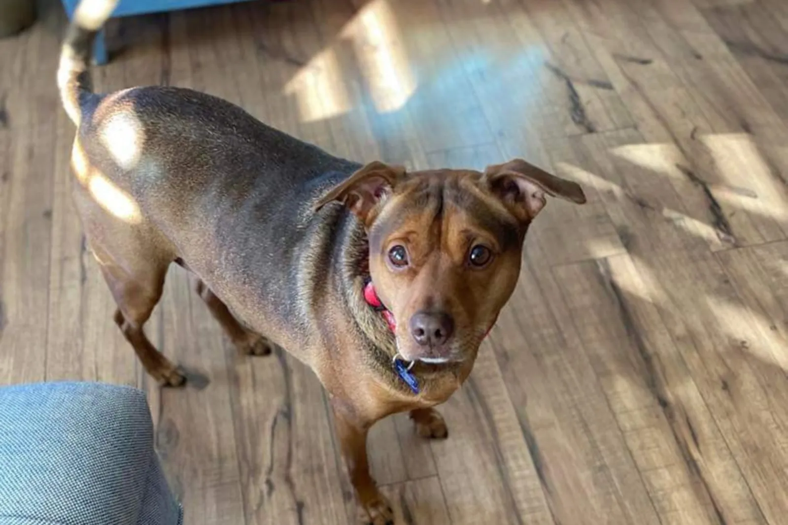 Internet Tries to Guess Dog’s Breed After She Was Surrendered by Her ...