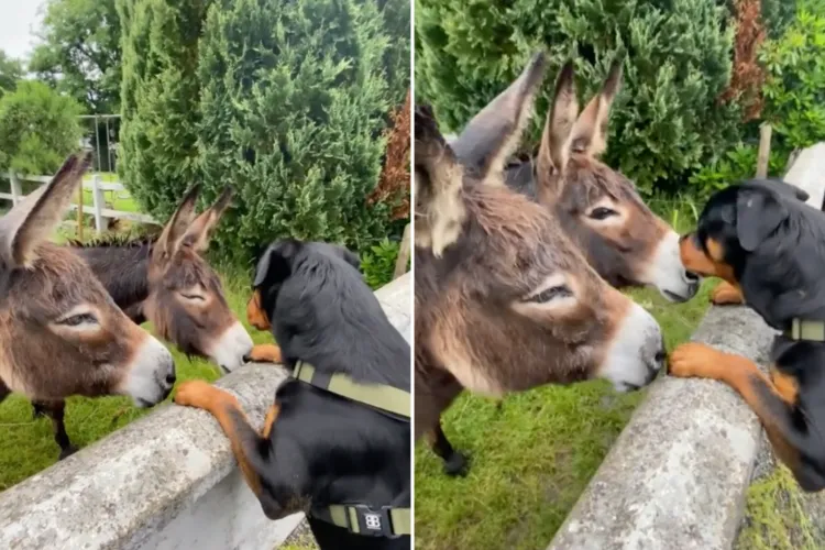 Hysterics at Rottweiler with a ‘serious donkey obsession’ - Newsweek