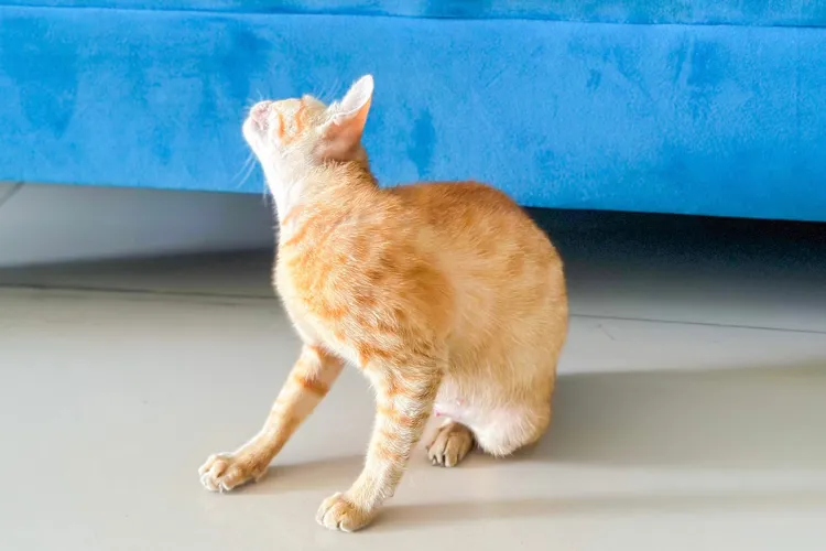 Cat Tries to Scratch His Ear, But Forgets One Very Important Thing ...