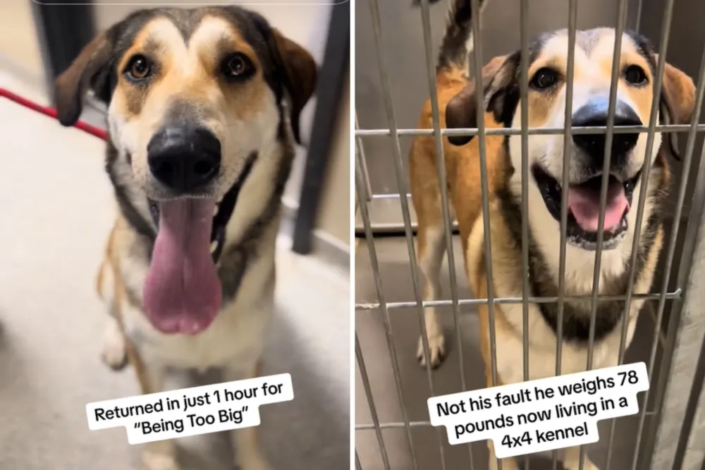 Adopted Dog Returned to Shelter After Just One Hour for ‘Being Too Big ...