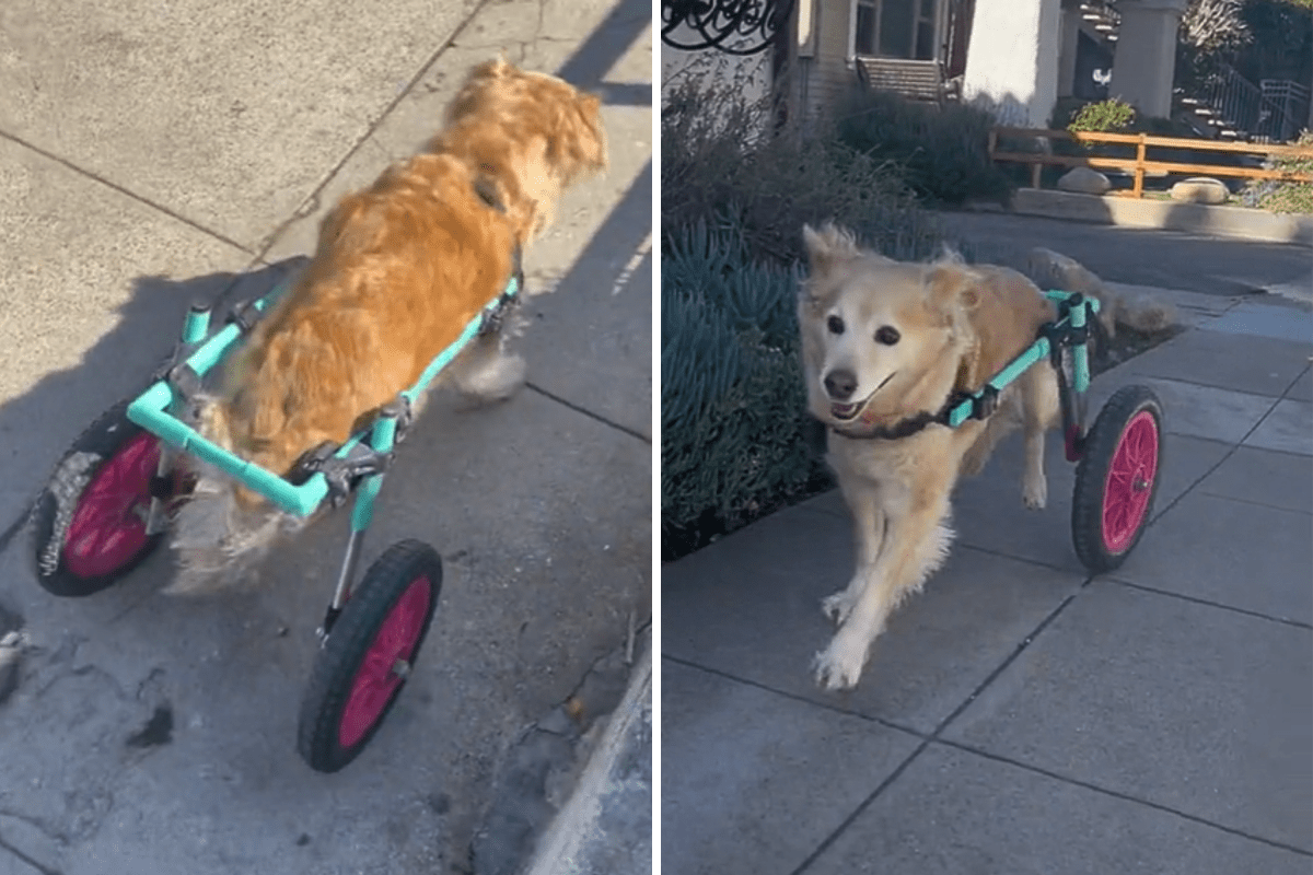 Disabled Dog Can’t Hide Excitement When Her Wheelchair Comes Out ...