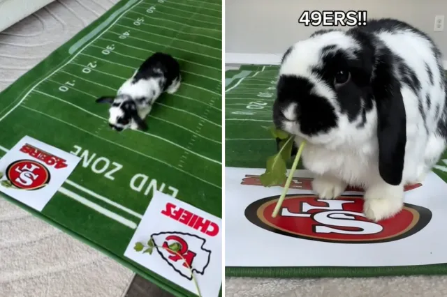 Rabbit Who Got Previous Win Right Reveals Prediction for Super Bowl ...