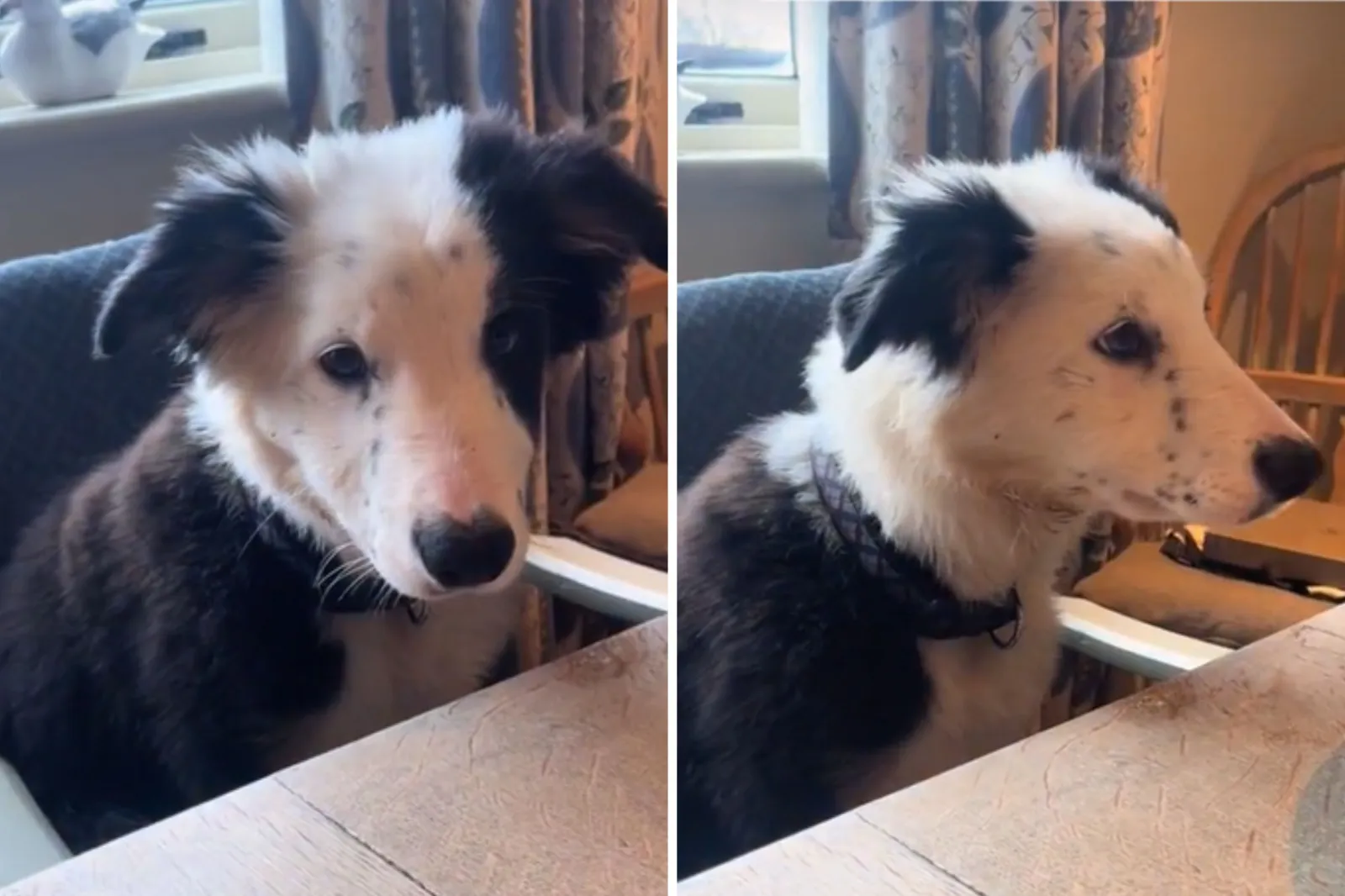 Laughter at Border Collie Who Thinks He’s Human ‘More and More Every ...
