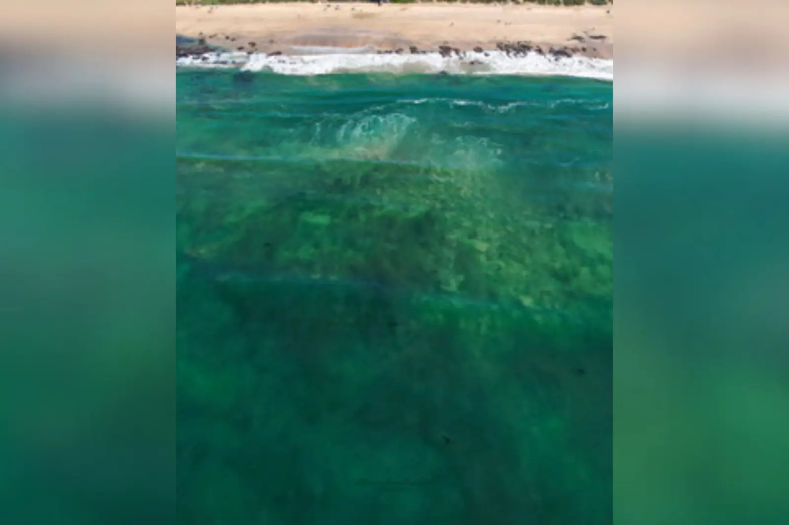 Can You Spot the Five Great White Sharks Lurking Close to the Shore ...