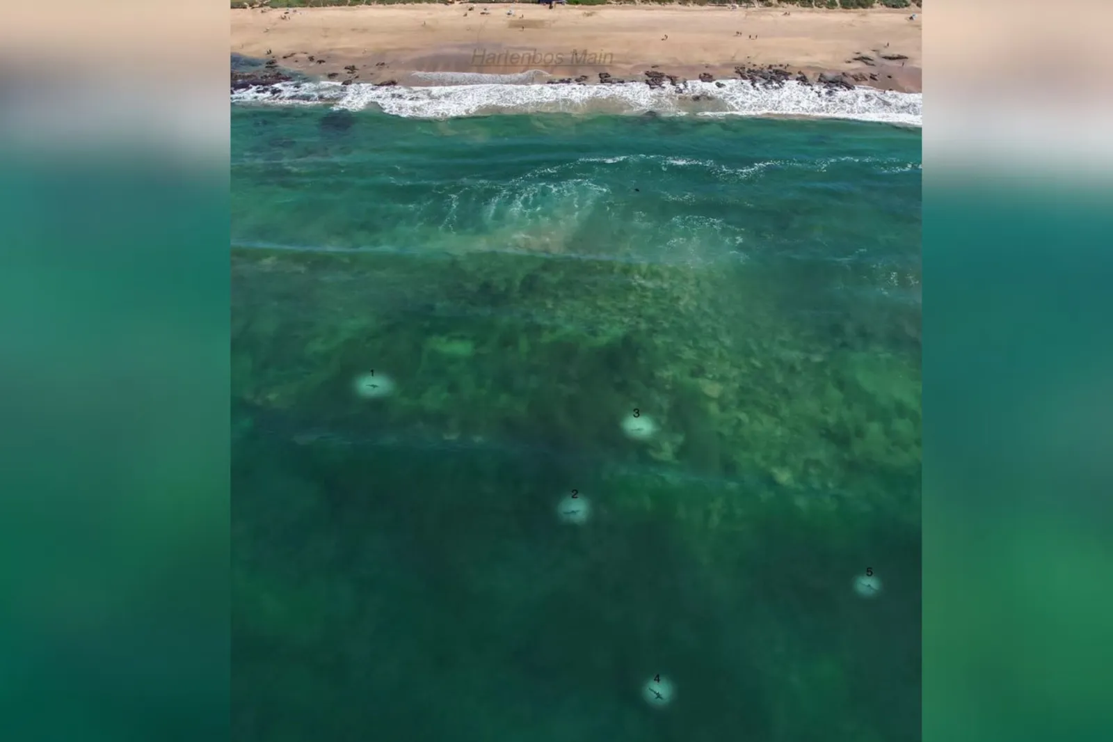 Can You Spot the Five Great White Sharks Lurking Close to the Shore ...