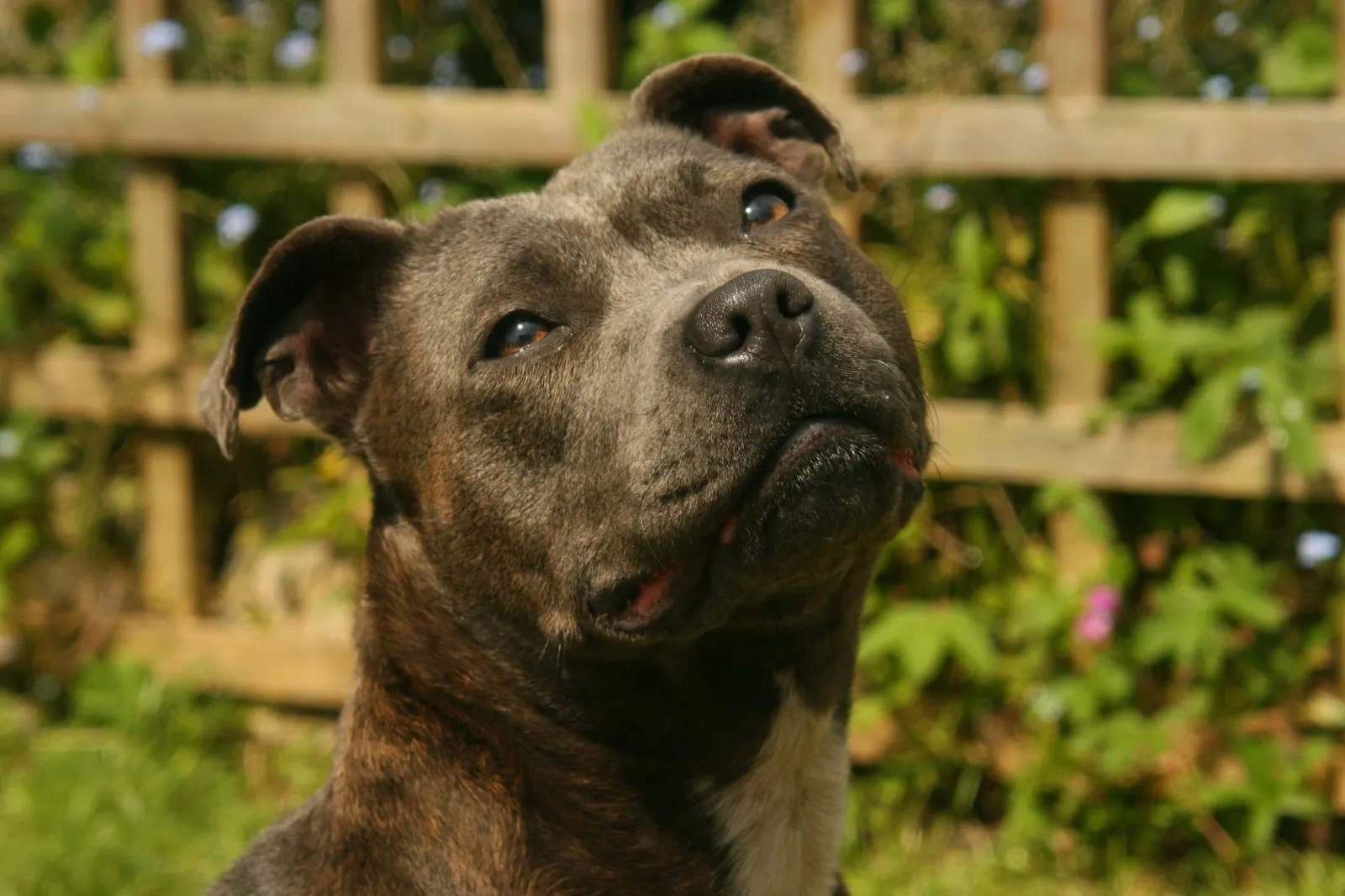 Dog Owner Rushes Home From Work Over What She Sees on Petcam - Newsweek