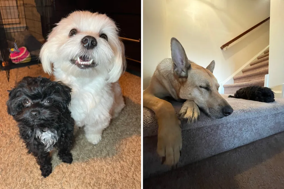 Anti-Social Dog Caught Judging Siblings Playing Together: ‘Those ...