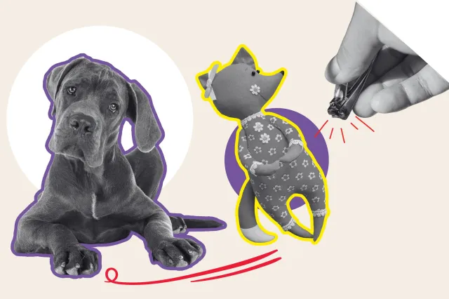 Owner Comes Up With Clever Tactic To Convince Dog Nail Trimming Isn’t ...