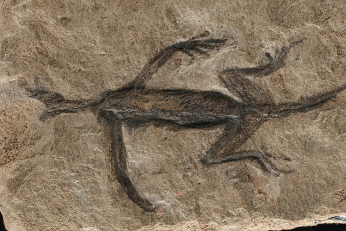 Renowned Lizard Fossil Exposed as Forgery - Newsweek