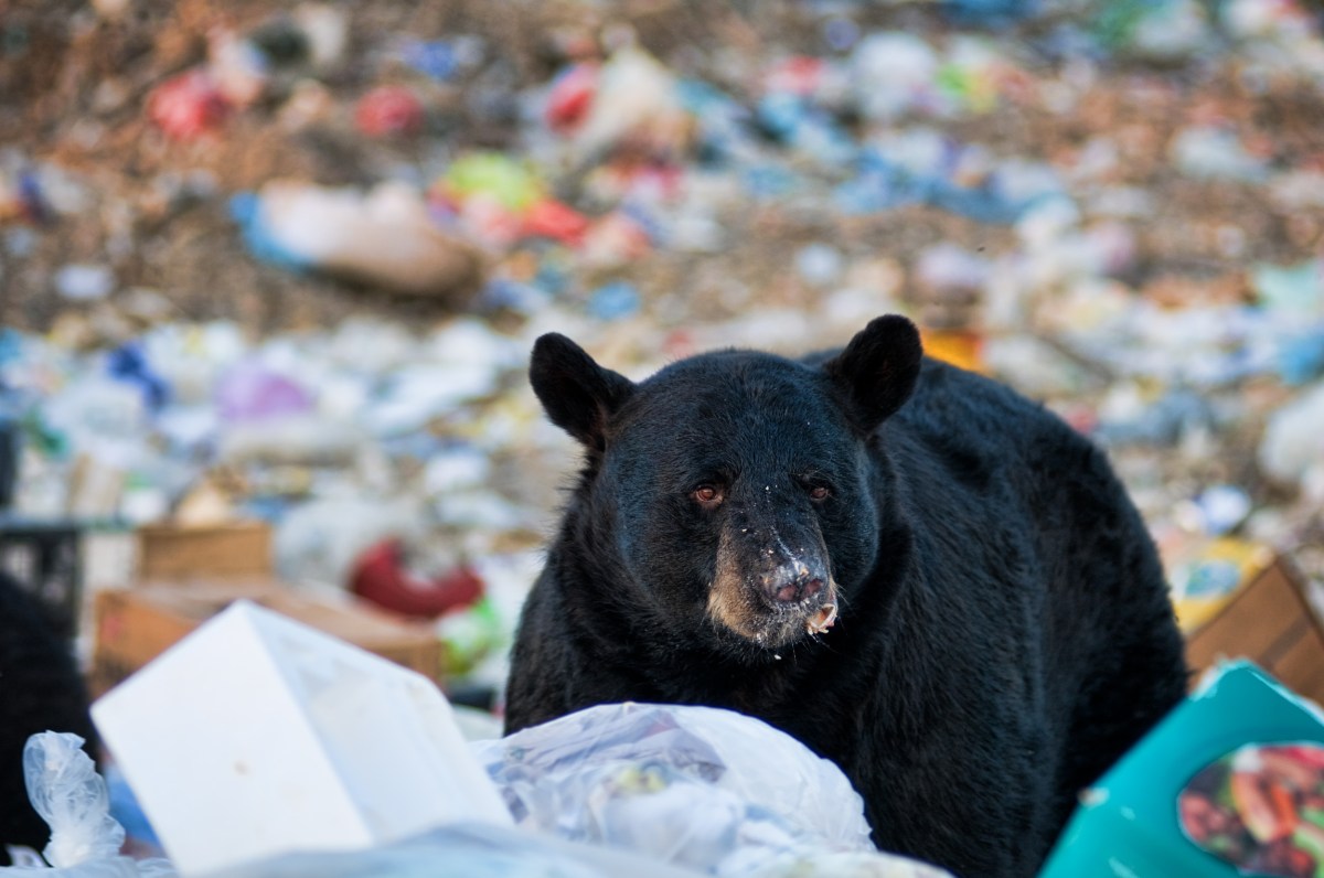 Bear Colony at Colorado Landfill Creates Impossible Problem - Newsweek