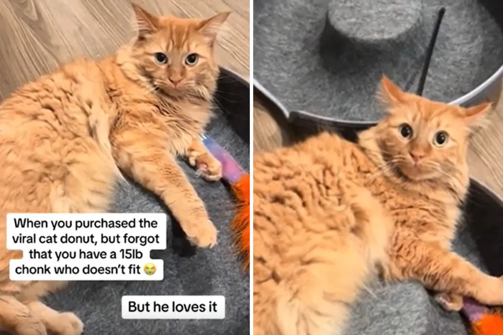 ‘Chonk’ Cat Refuses to Give Up on New Bed Despite Not Being Able to Fit ...