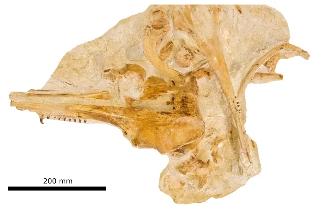 New Species of ‘Unique’ Prehistoric Dolphin Discovered - Newsweek