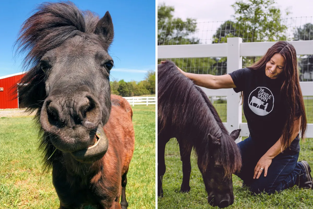 Neglected Horse Left To Live Alone in Woods Saved—’She Deserves ...