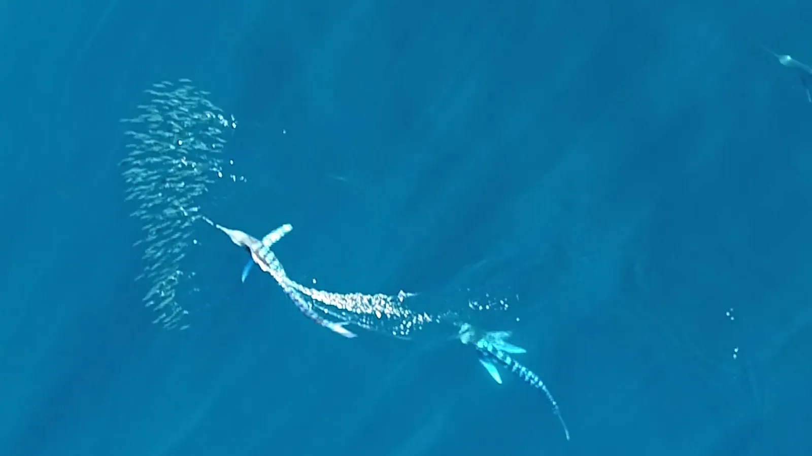 Video Reveals Top Predators ‘Lit Up’ as They Take Turns to Attack Prey ...