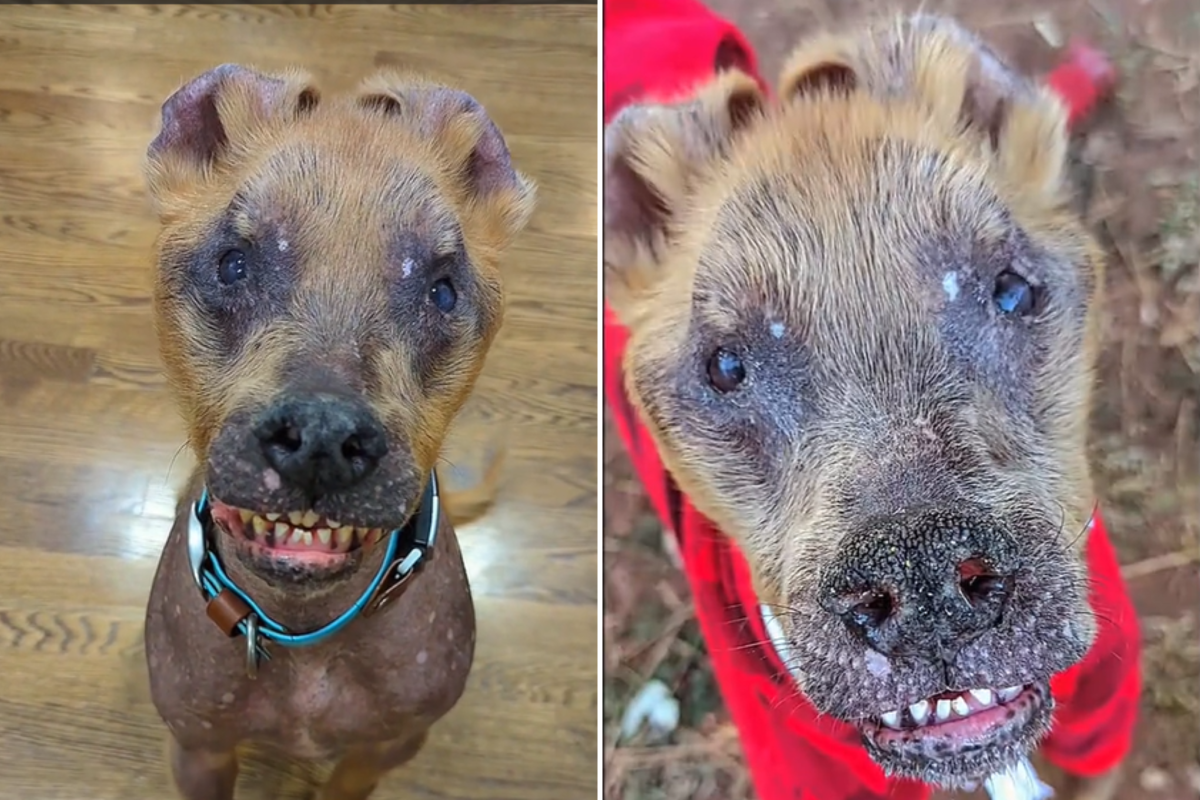 Rescue Dog With Rare Mix of 6 Breeds Captivates Internet: ‘Born ...