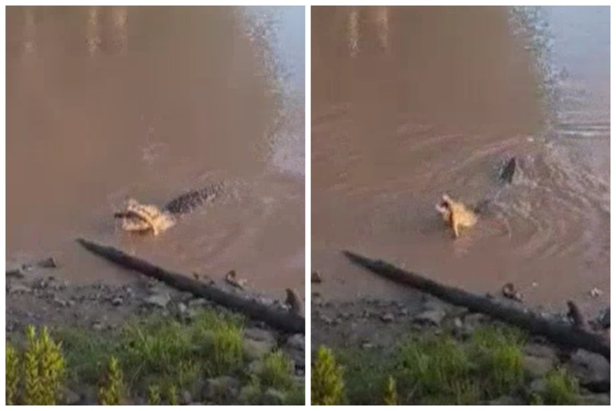 Video of Crocodile Eating Shark Sparks Warning - Newsweek