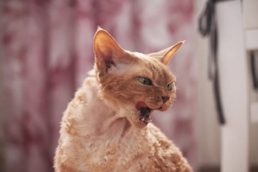 Man Decides to Get Rare Kitten, Never Imagined He’d Be ‘God Of Chaos ...