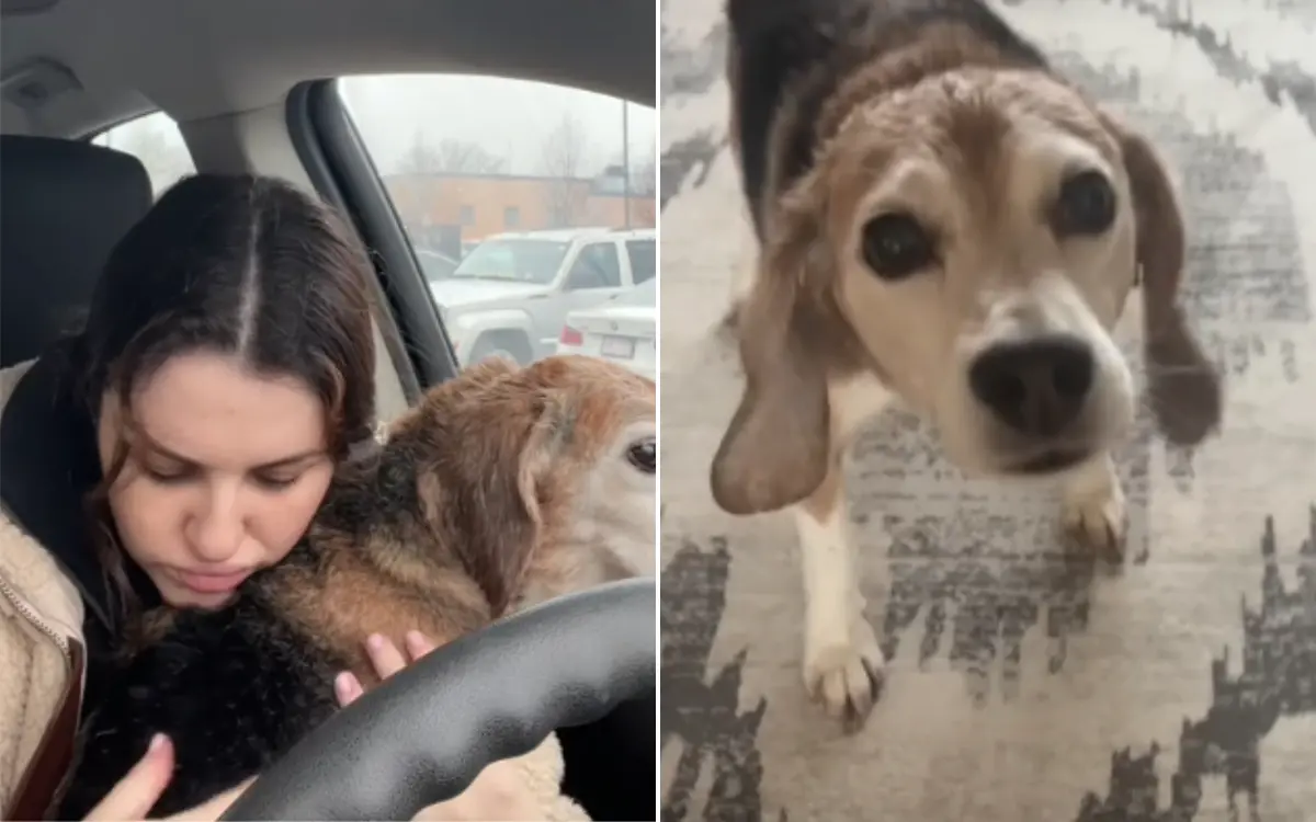 Tears as Beagle Saved From Animal-Testing Lab Has Panic Attack at ...