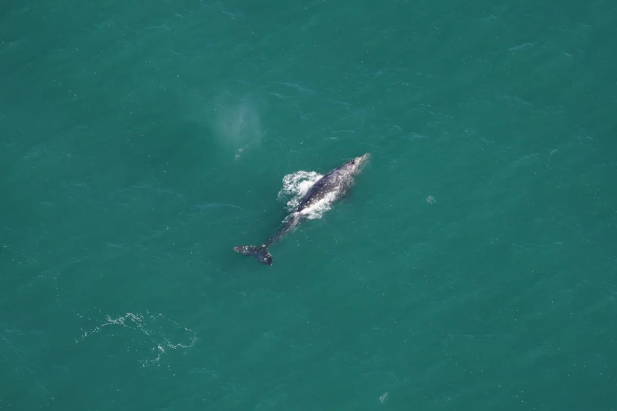 Whale Missing for 200 Years Suddenly Spotted in Ocean - Newsweek