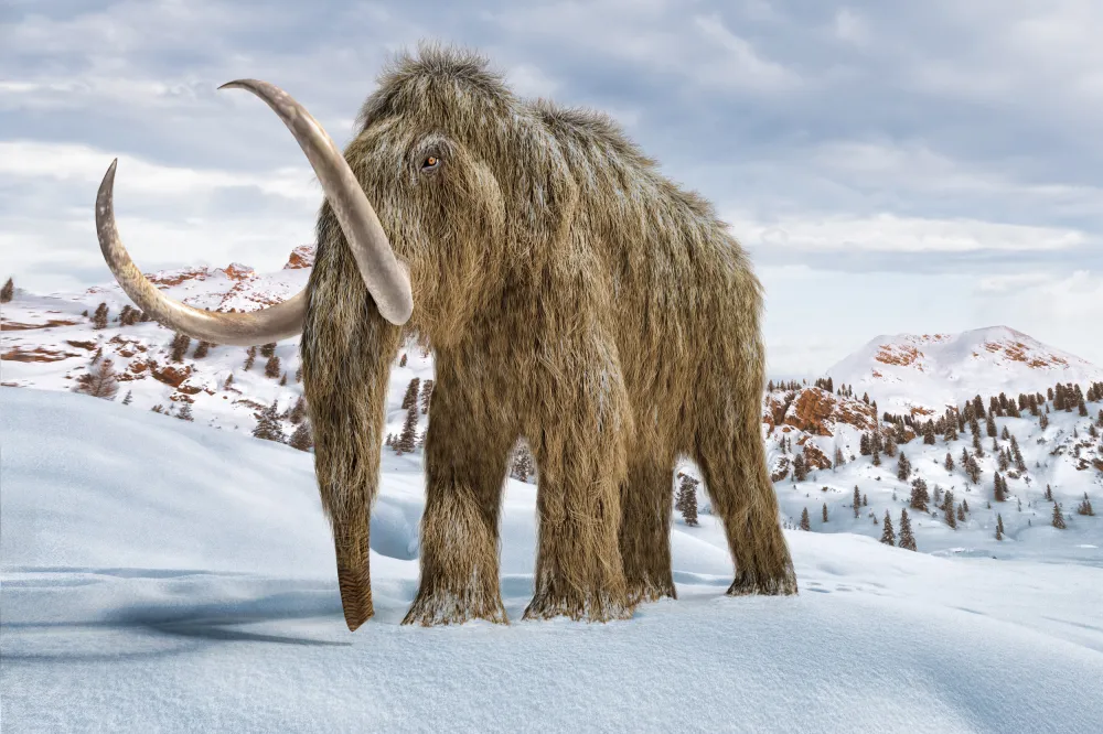2025 Will See Us Closer to a Woolly Mammoth Comeback - Newsweek