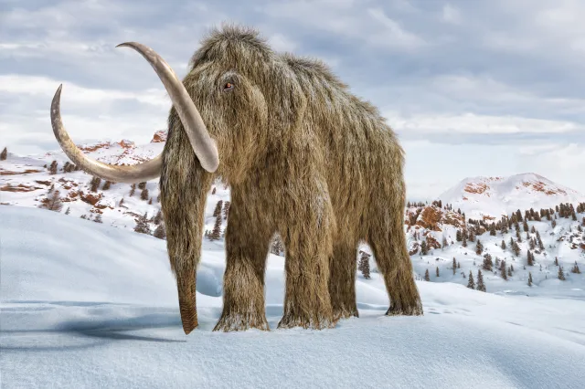 2025 Will See Us Closer to a Woolly Mammoth Comeback - Newsweek