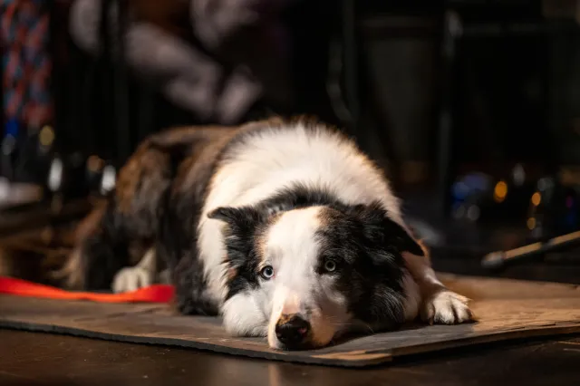 Messi the Dog Steals the Show at Oscars - Newsweek