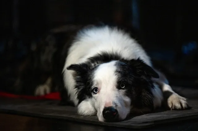 Oscars ‘Fooled’ Crowd With Messi the Dog Clapping, Video Shows - Newsweek