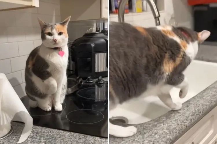 Woman Pays $1K at Vet for Limping Cat, Gets Diagnosis She Never ...